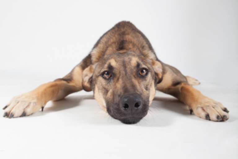 Buki – 1 year-old adorable male dog – SPCA Israel
